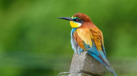 Heres Why Birds Come In So Many Brilliant Colors River Legacy Foundation
