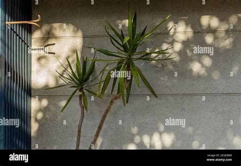 A Dragon Tree With Its Typical Elongated Leaves Sits In The Shadow Outside Of A House