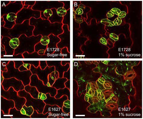 Effects Of Sucrose Exposure On Stomatal Lineage Cell Markers A And B