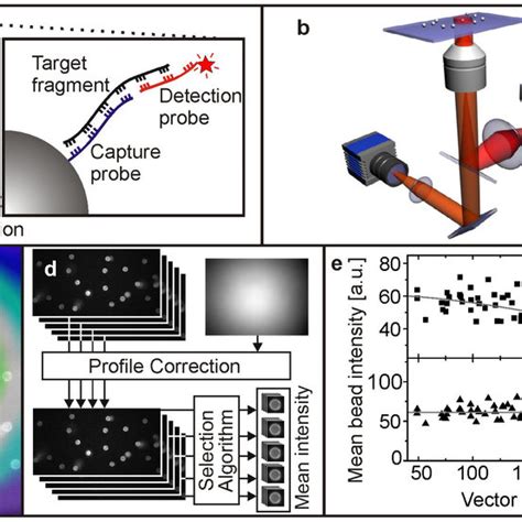 Principle Of Bead Based Dna Quantification A Target Dna Fragments