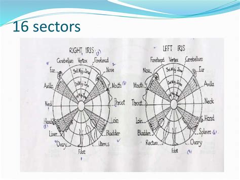 Iris Chart Pptx Iris Chart Of Eyes In Human Pptx