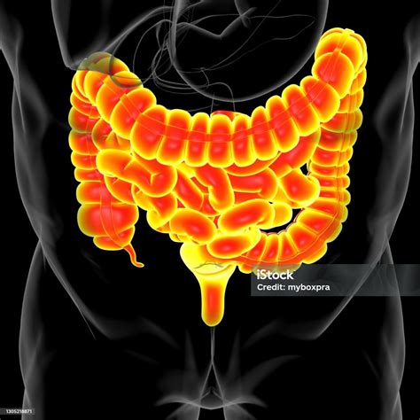 크고 큰 장 3d 일러스트 인간 소화 시스템 해부학 3차원 형태에 대한 스톡 사진 및 기타 이미지 3차원 형태 간 내부 기관 건강관리와 의술 Istock