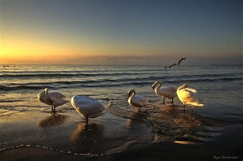 Клуб за опазване на дивата природа Home