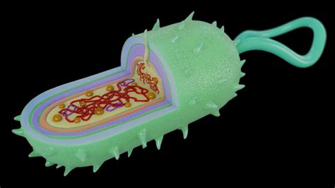 Celula Procariota 3d Model 3d Printable Cgtrader
