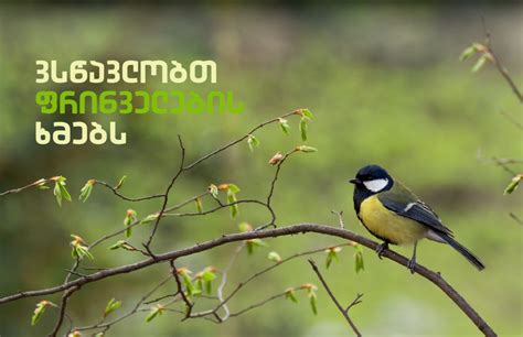 ფრინველების ხმები Sabuko