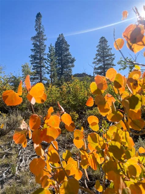 Plan Your Eastern Sierra Trip Now California Fall Color