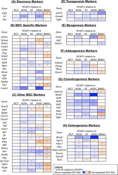 Gene Expression Profiling Of Progenitor Cells Isolated From Rat Rotator