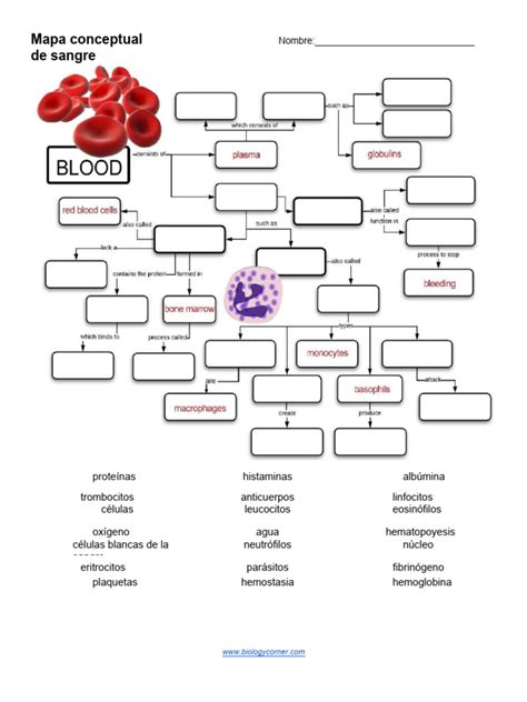 Mapa Conceptual Sobre La Sangre Pdf