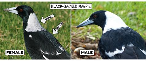 How To Tell Male And Female Magpies