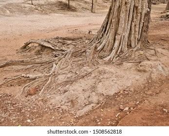 Huge Trees Powerful Root System Growing Stock Photo 1508562818 Shutterstock