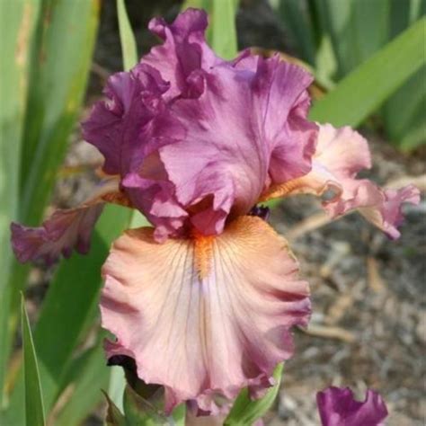 Tall Bearded Iris Iris Dandy Candy In The Irises Database