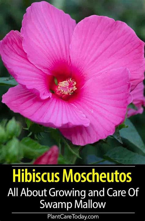 Hibiscus Moscheutos Care All About Growing Swamp Mallow Hardy