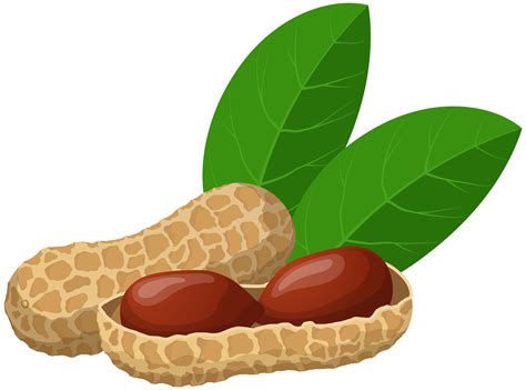 Free Peanut Clipart Pictures Clipartix