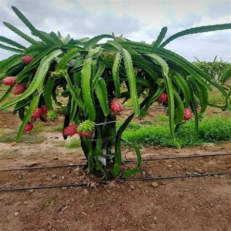 Red Dragon Fruit Plant Type Grafted Height 5 Feet At ₹ 50piece In