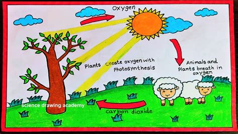 Oxygen Cycle Drawing Easy And Simple Steps Poster Science Project