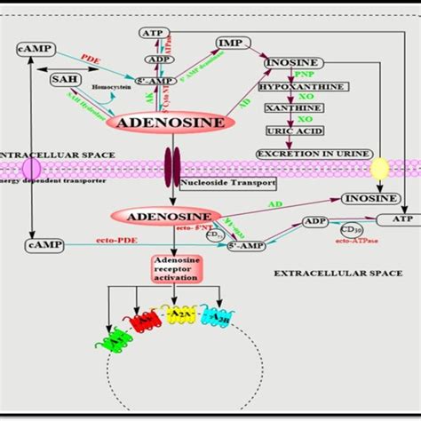 Synthesis And Metabolism Of Adenosine Schematic Diagram To Represent