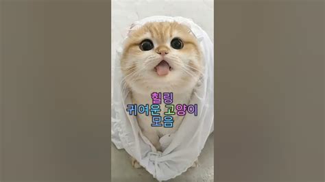 힐링 귀여운 고양이 모음 고양이 고양이영상 고양이일상 Cat 반려묘 아기고양이 Youtube