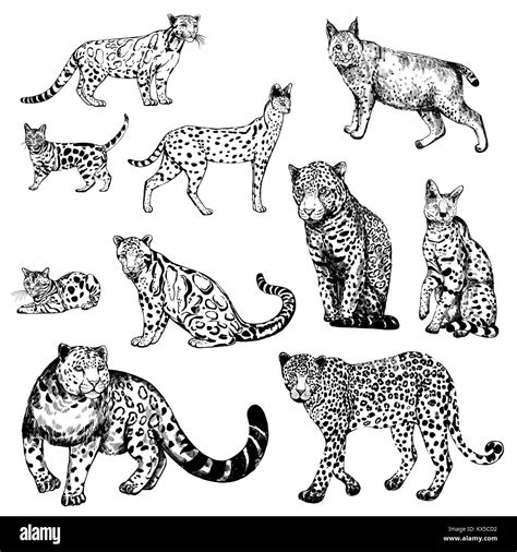 Clouded Leopard Drawing