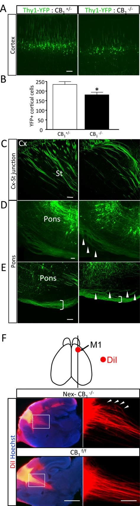 Cb 1 Deficient Thy1 Yfp Mice Show Alterations Of Subcerebral Projection Download Scientific