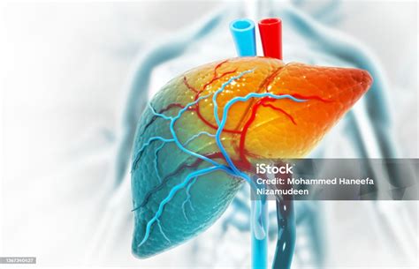 인간 간 해부학 구조 3d 일러스트 간 내부 기관에 대한 스톡 사진 및 기타 이미지 간 내부 기관 경화증 해부학 Istock
