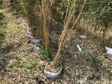 金镶玉竹供应商最新报价都在这里 绿宝园林网