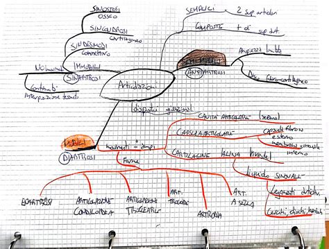Anatomia Articolazioni Schemi E Mappe Concettuali Di Anatomia Docsity