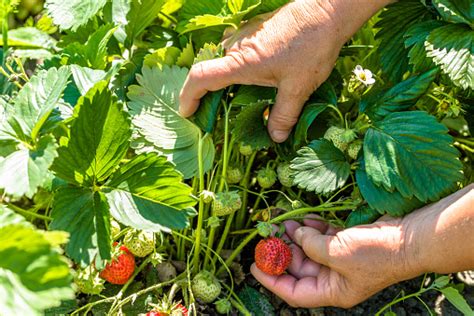 딸기 수확 필드 손 따기 딸기 잘 익은 과일 유기 농업 개념을 가진 식물에서 과일에 대한 스톡 사진 및 기타 이미지 과일 관목 농부 Istock