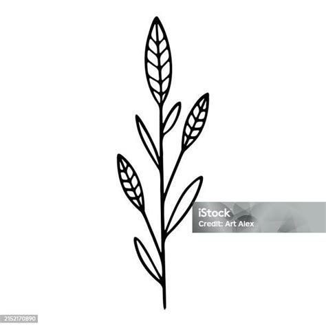 갈대의 손으로 그린 실루엣입니다 벡터 일러스트 레이 션입니다 갈대속 벼과에 대한 스톡 벡터 아트 및 기타 이미지 갈대속 벼과