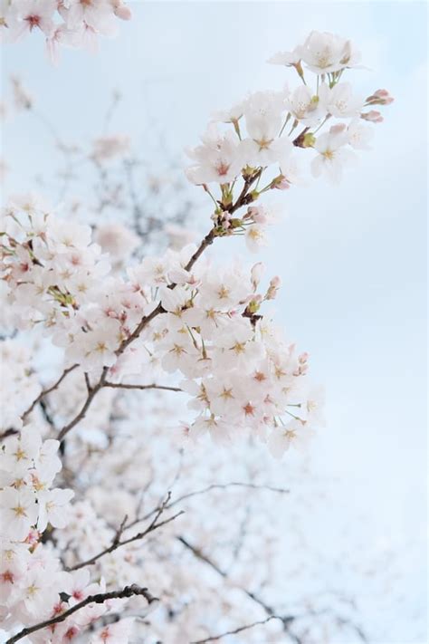 Обои на рабочий стол сакура цветы лепестки