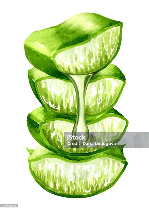 젤이 떨어지는 얇게 썬 알로에 베라 잎 수채화 손으로 그린 그림 흰색 배경에 고립 건강관리와 의술에 대한 스톡 벡터 아트 및 기타 이미지 건강관리와 의술 건강한 식생활