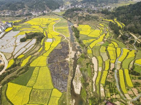 乡村油菜花素材 乡村油菜花模板 乡村油菜花图片免费下载 设图网
