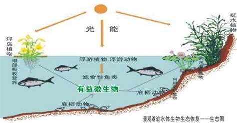 生物自净作用图册 360百科