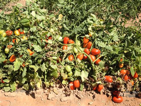 CS-2108 - Centric Seeds