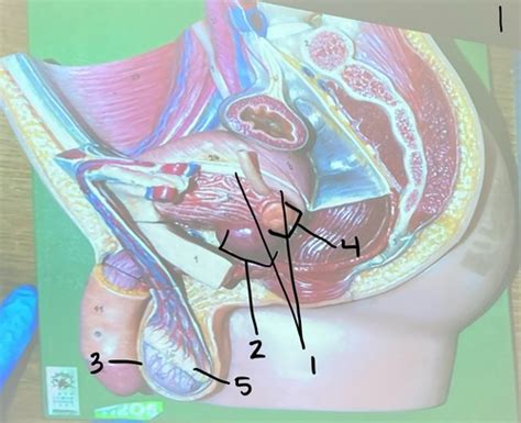 A P II Lab Quiz 2 Reproductive Flashcards Quizlet
