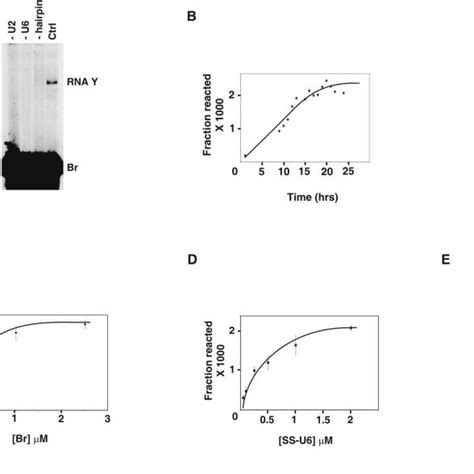 Rna Y Locations Of Br Ss U6 U2 U6 Intramolecular Stem Loop And Download Scientific Diagram