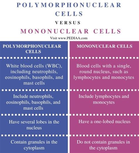 What Is The Difference Between Polymorphonuclear And Mononuclear Cells