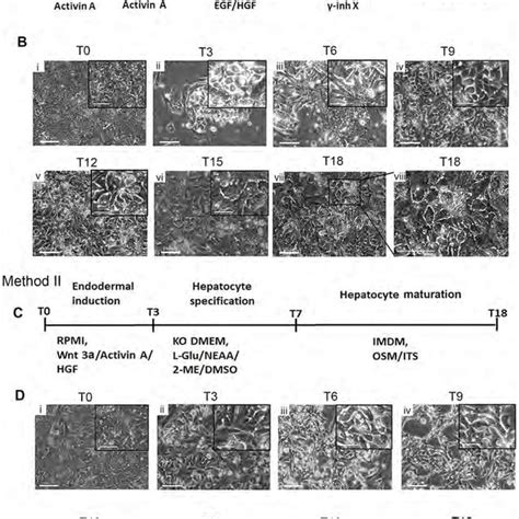 Differentiation Of Hepatocyte Like Cells From Pipscs A A Protocol