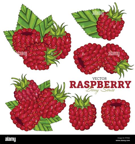 Raspberry Set Vector Stock Vector Image And Art Alamy