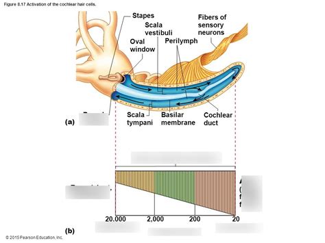 Activation Of The Cochlear Cells Diagram B Diagram Quizlet