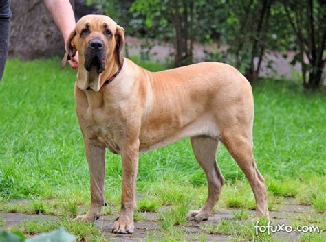 Fila Brasileiro Uma Raça De Cachorro Popular No Brasil