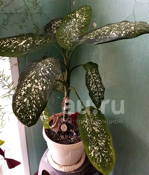 Диффенбахия — купить в Красноярске Горшечные растения и комнатные цветы на интернет аукционе