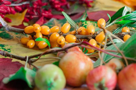 가 밝은 색상 야생 사과 갈 매 나무속 매 발톱 나무 단풍 배경 0명에 대한 스톡 사진 및 기타 이미지 0명 가을 갈매나무 Istock