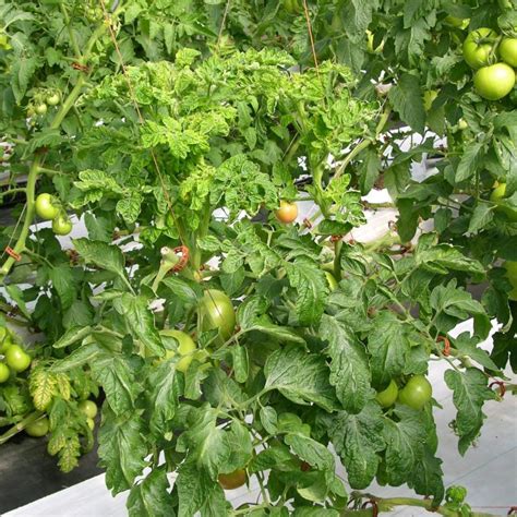 Leaf Health Detection Object Detection Dataset By Testing