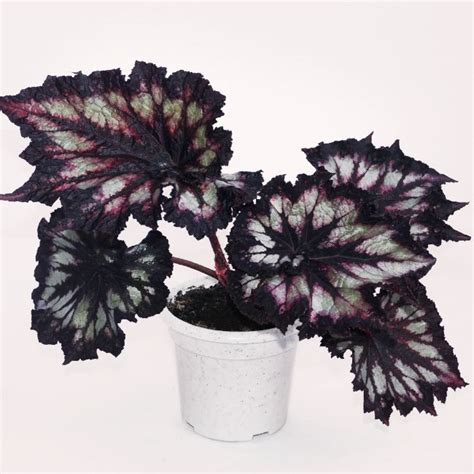 15 Begonia Rex Varieties Types Of Rex Begonias