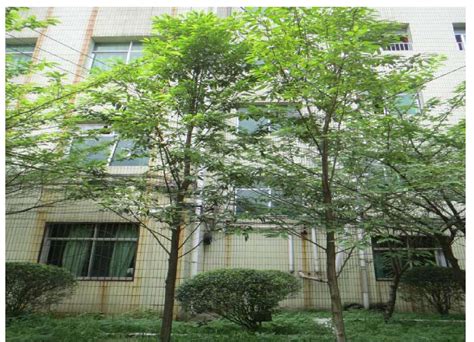 木莲 校园绿化植物识别 图片