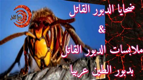 الدبور القاتل دعر يخيم على دول عربية بسبب الخلط بين الدبور القاتل