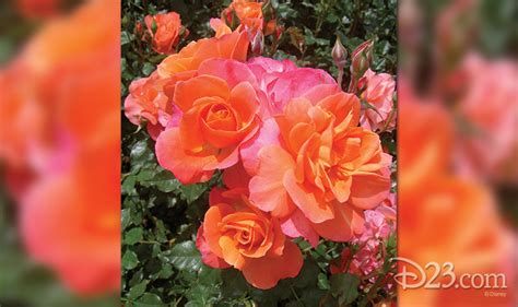 Youve Never Seen A Flower Like The Disneyland Rose D23