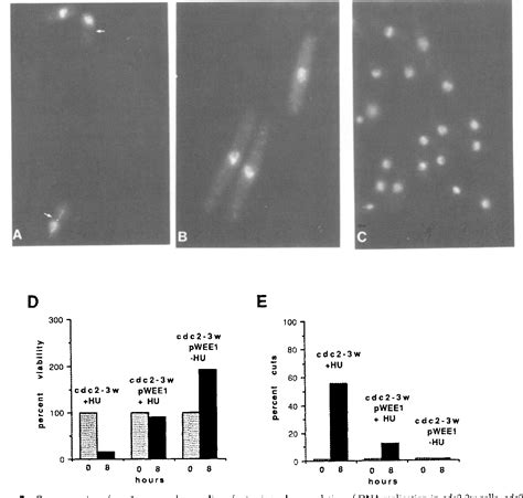 Figure 7 From Fission Yeast Genes Involved In Coupling Mitosis To