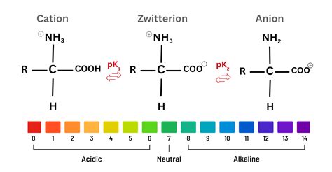 Amino Acids Mcat Structure And Function Of Proteins And Their