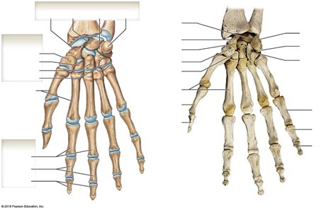 Anatomy Exam 1 Diagram Quizlet